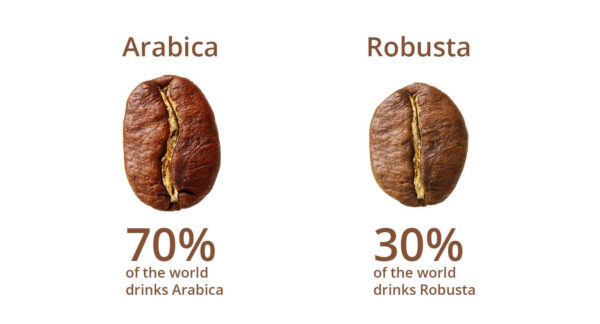 So Sánh Cà Phê Arabica Và Robusta - Máy Rang Cà Phê Mon Roaster